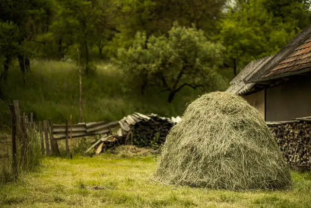 18 Best Places to Buy Hay Bales Near You